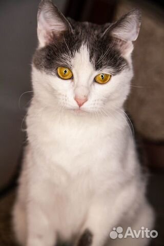 Ищет дом кошечка Маша