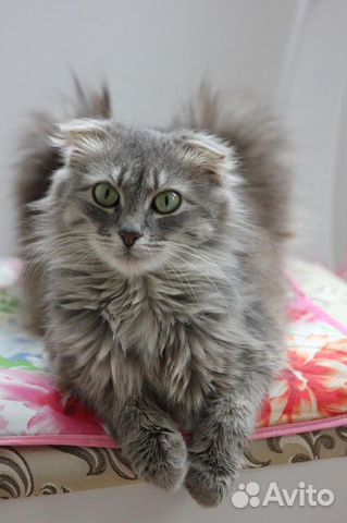 Котенок Леся