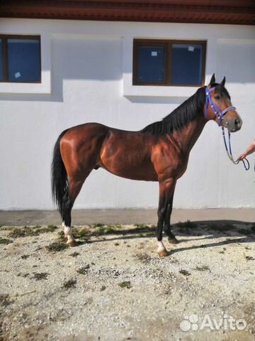 Английская чистокровная