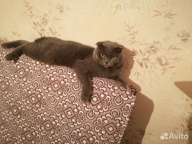 Британский кот бесплатно