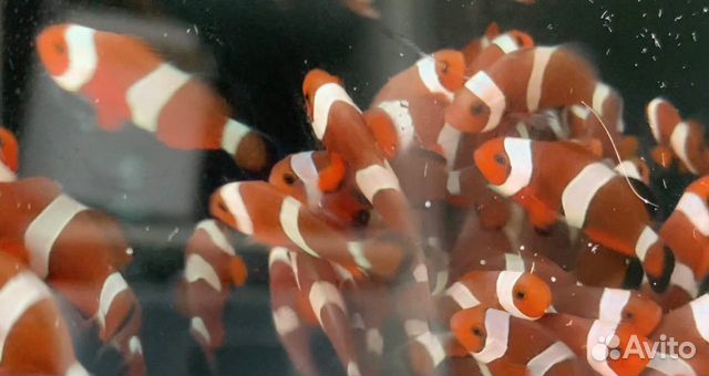 Морская рыбка клоун