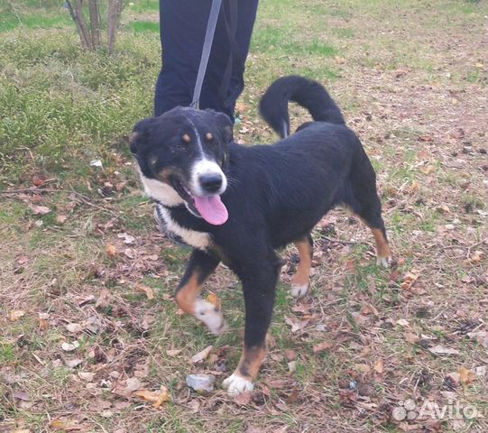 Собака в добрые руки