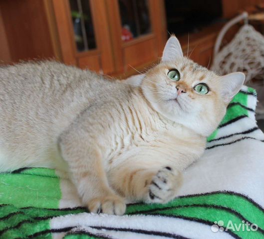 Золотая шиншилла, кошечка