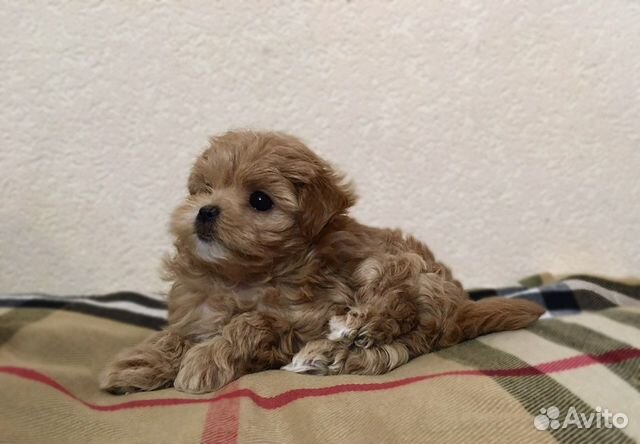 Maltipoo Micro Gold Girl F1 Мальтипу Микро