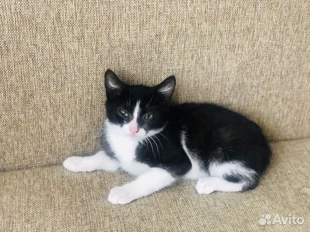 Девчушка в добрые руки