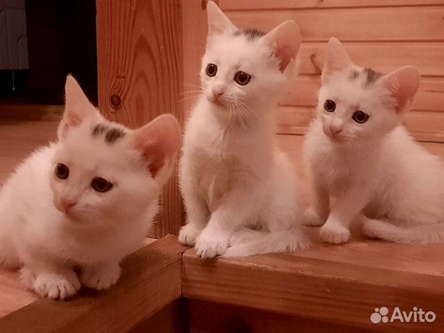 Белые и черные котята