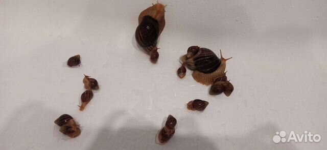 Улитки ахатины