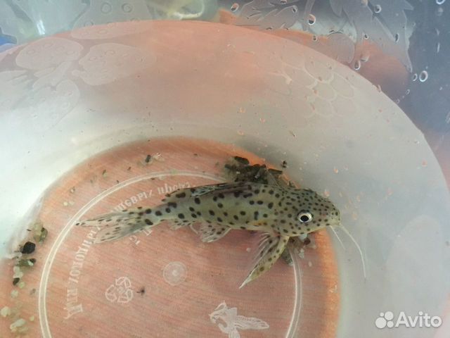 Сом. Бесплатно