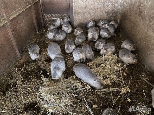 Нутрии серебро