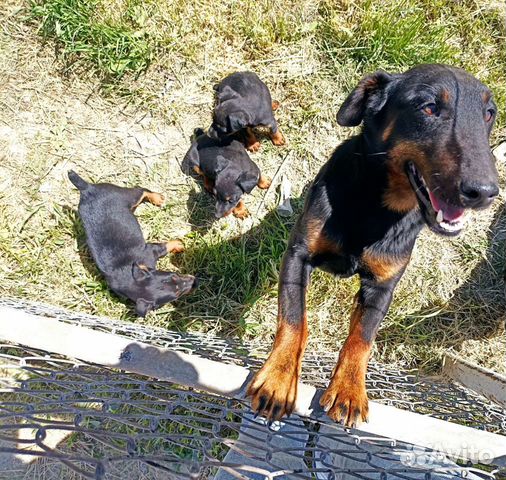 Щенки ягдтерьера