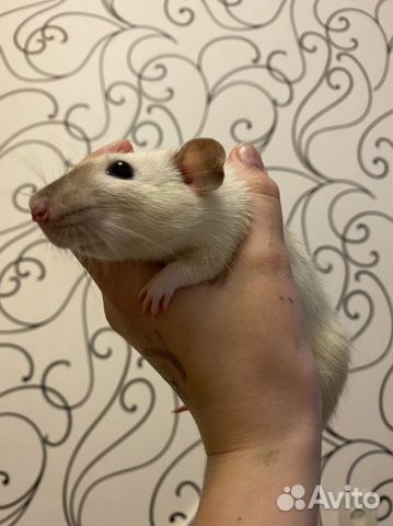 Домашняя крыска