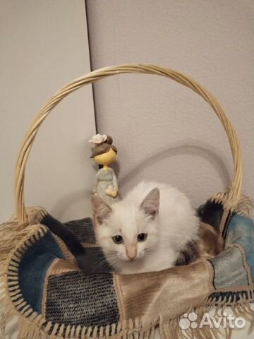 Котенок