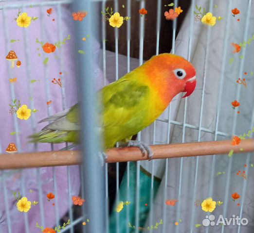 Птенец Неразлучника Фишера