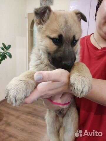 Щенок немецкой овчарки