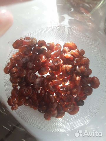 Улитки катушки