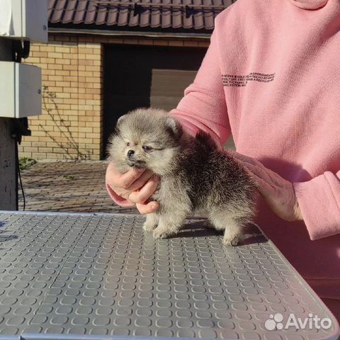 Милые красавицы шпицы