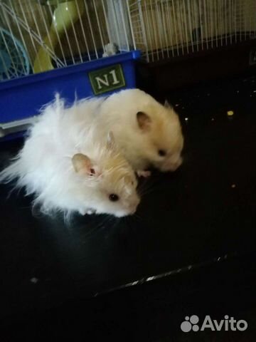 Сирийский хомяк