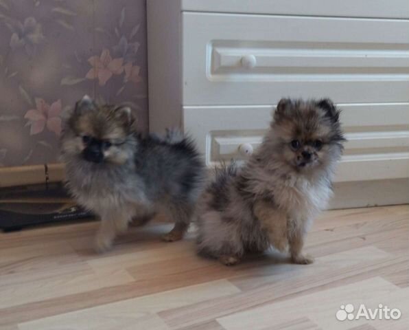 Щенки померанского шпица, девочка и мальчик