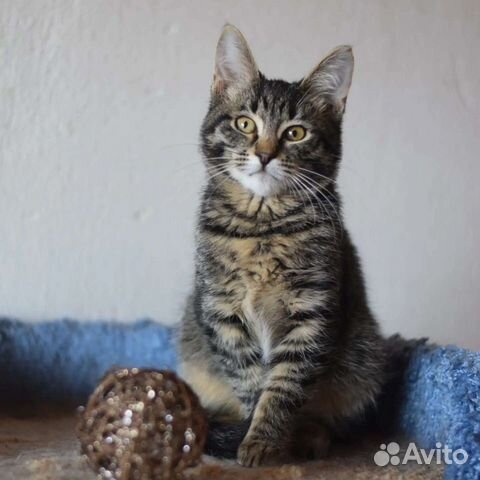 Котёнок, 3 месяца, мальчик Макс