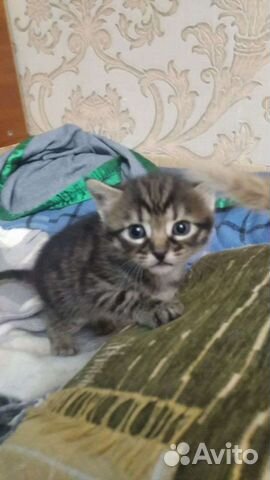 Кошки