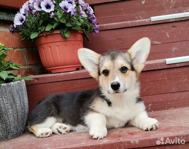 Вельш Корги Пемброк - красотка. 3 мес