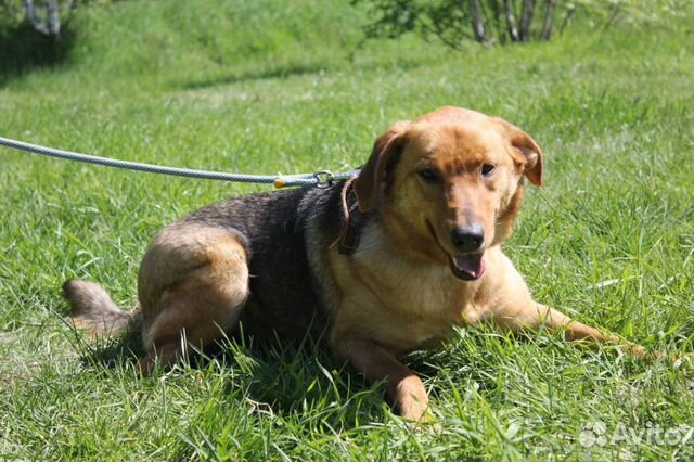 Я живу ничего не имея, ни любви, ни добра