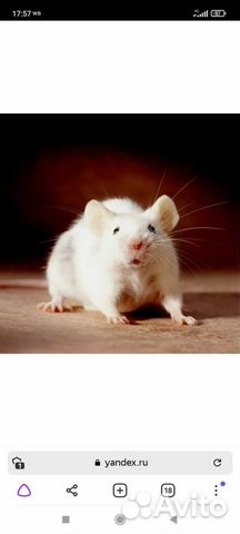 Крыса декоративная