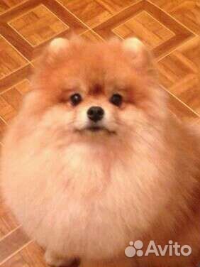 Шпиц подросток