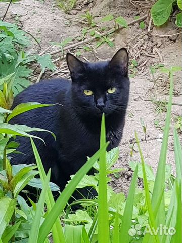 Кошка Марго черная метиска бурмы 7мес