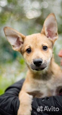 Щенок Лаки в добрые руки