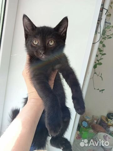 Котята в дар