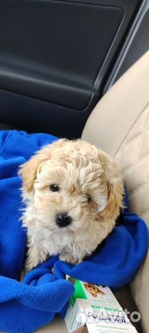 Той пудель щенки