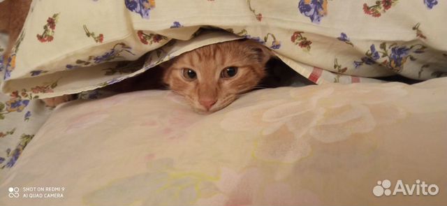 Отдам кота в добрые руки