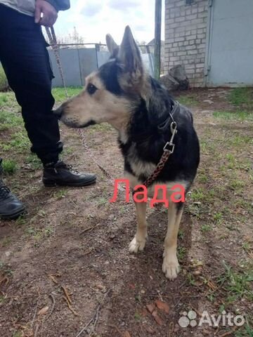 Ладушке нужен дом