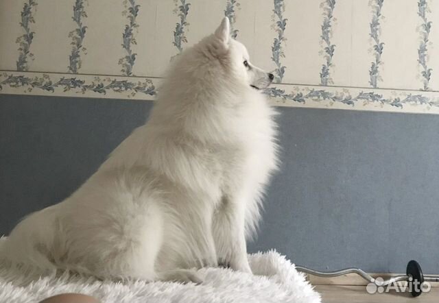 Японский шпиц вязка