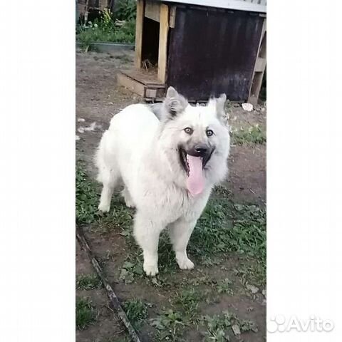 Щенок мальчик 9 месяцев