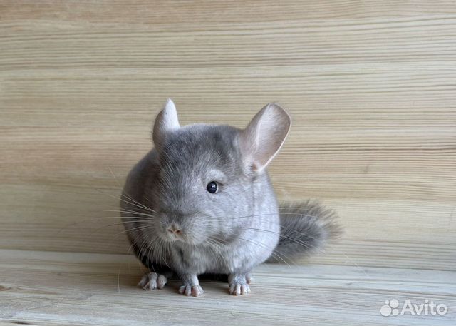 Шиншилла мальчик от заводчика
