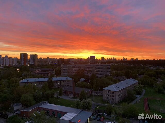 Домашний ежик