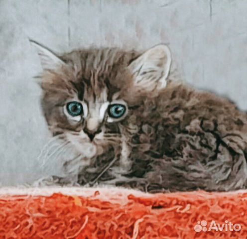 Котята в добрые руки бесплатно в дар