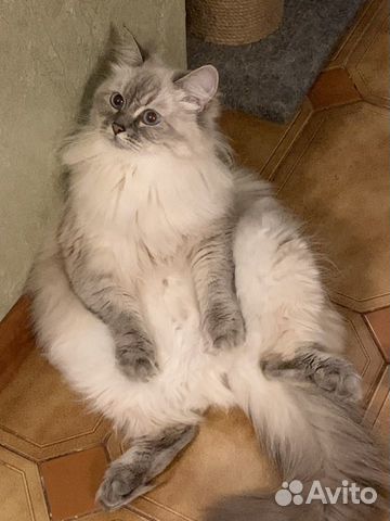 Невская маскарадная