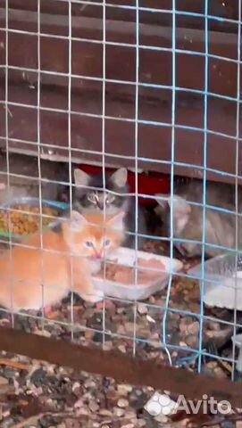 Сибирский котенок рыжий с голубыми глазами