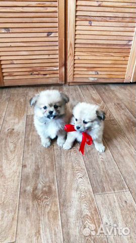 Шпицинессы