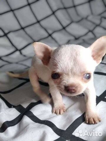Чихуахуа микро мальчик