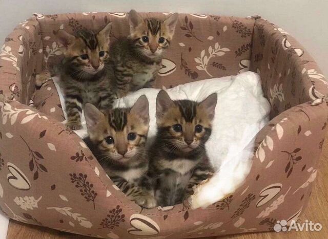 Бенгальские котята