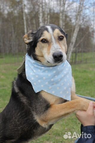 Конор-пушистый друг ищет дом