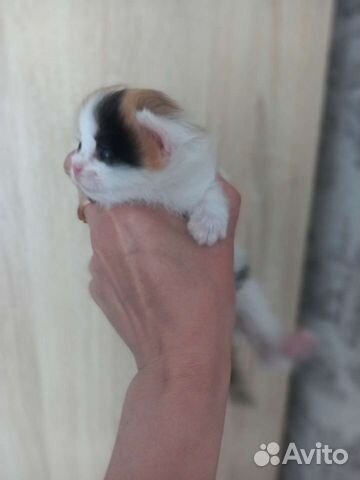 Кошечка в добрые руки