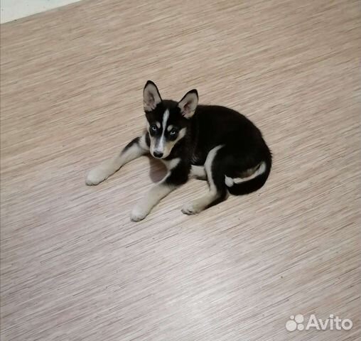 Щенок хаски
