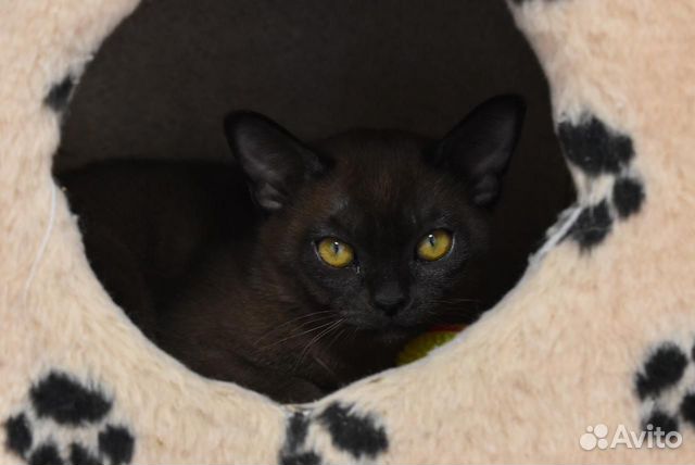 Шикарные бурмандосики