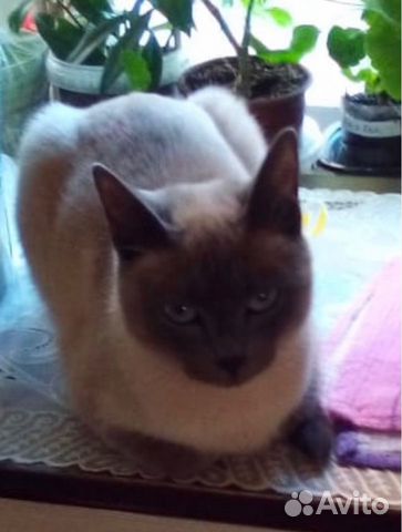 Вязка кошки