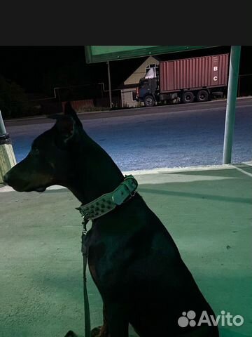 Доберман вязка